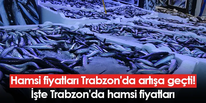 Hamsi fiyatları Trabzon'da artışa geçti! İşte Trabzon'da hamsi ...