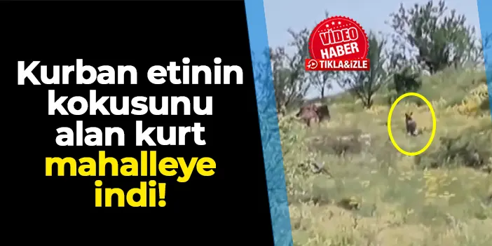 Gümüşhane'de kurban etinin kokusunu alan kurt mahalleye indi! | Haber61 ...